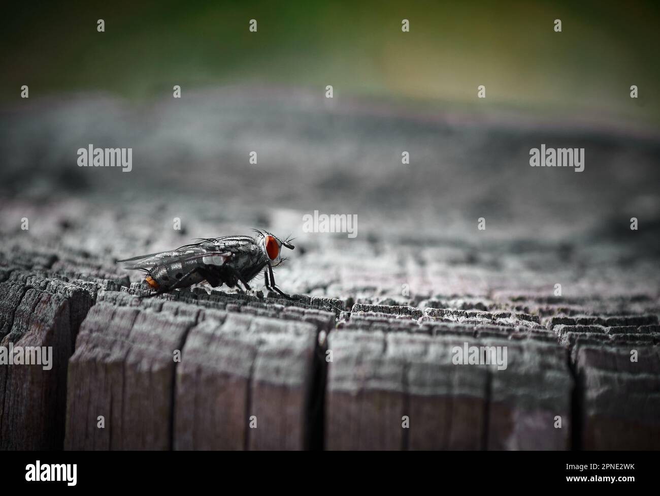 Sacrophaga Carnaria fly in a tree grey and red colors Stock Photo - Alamy