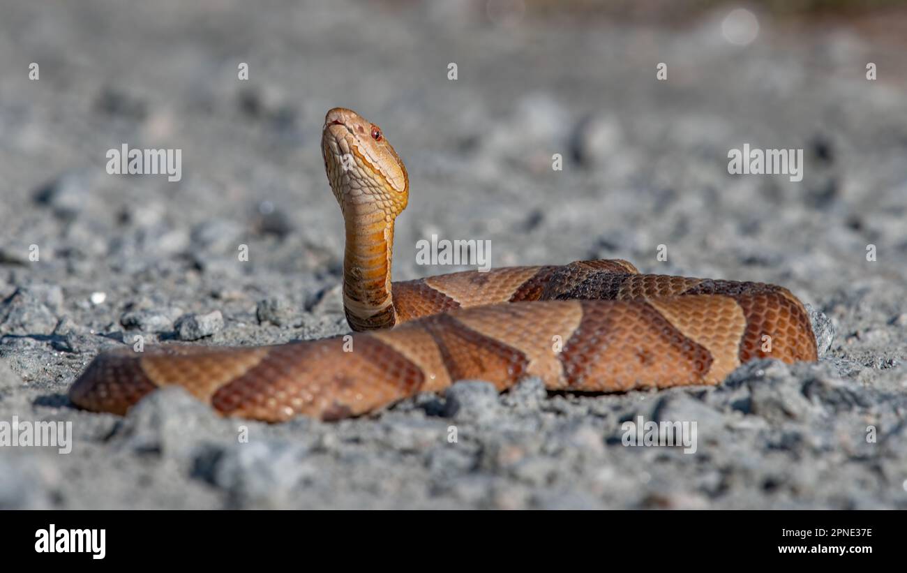 Copperhead snake camouflage hi-res stock photography and images - Alamy