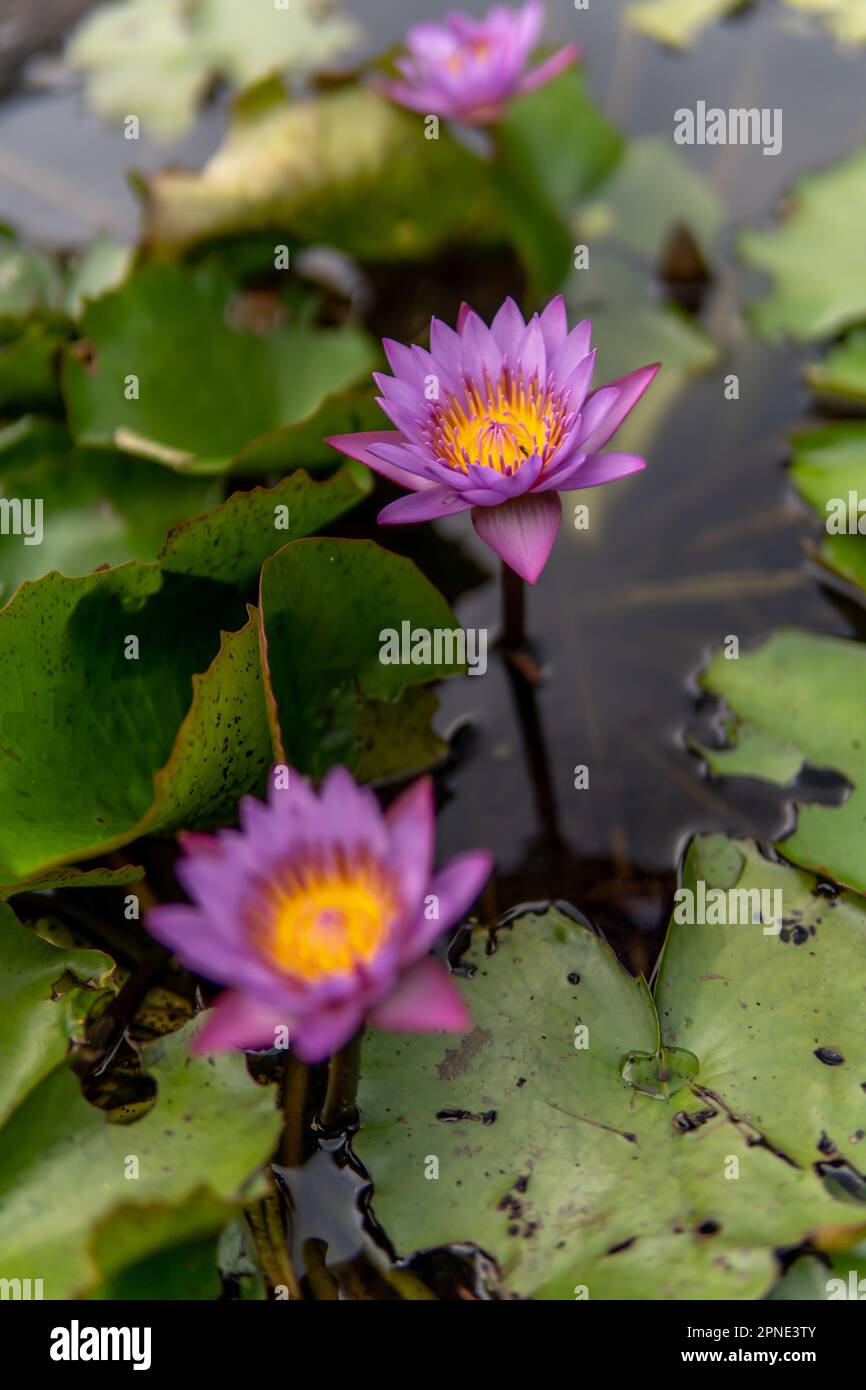 With leaves, a blue aster water bloom. Three flowers, with the centre ...