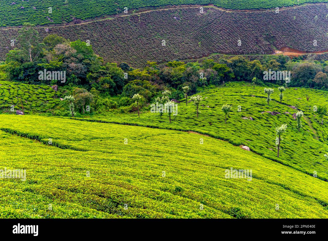 Tea valley hi-res stock photography and images - Alamy