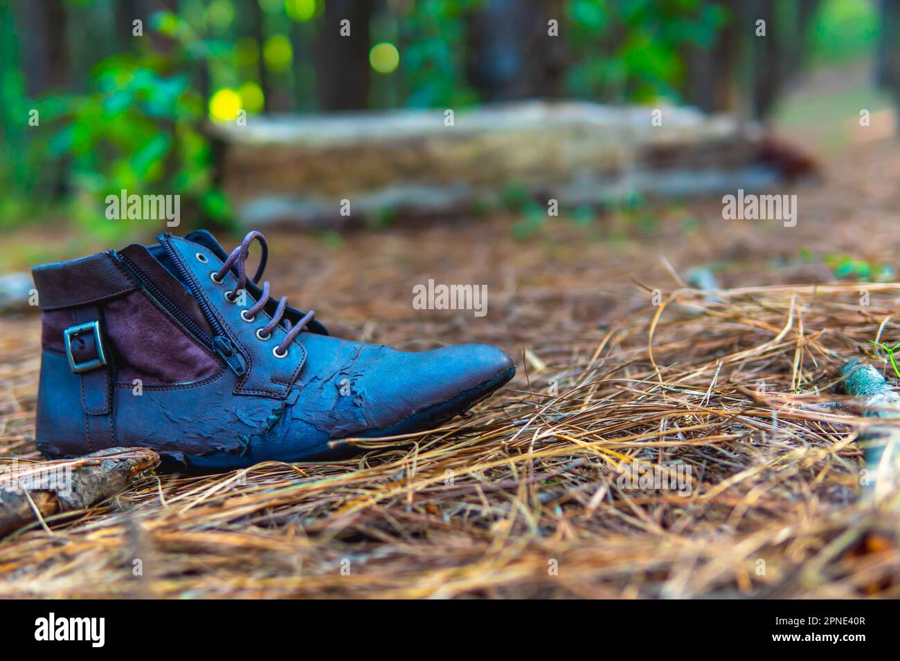 A lost, battered brown shoe with branches covering the ground was ...