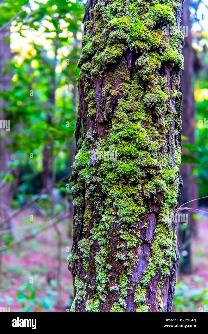 Pine tree with moss grown on it with pine forest in its background ...