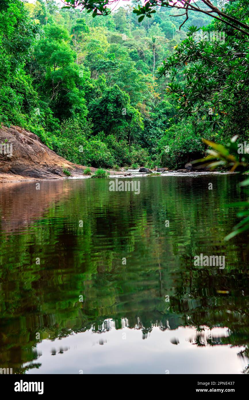 Stream flowing green trees forest hi-res stock photography and images ...