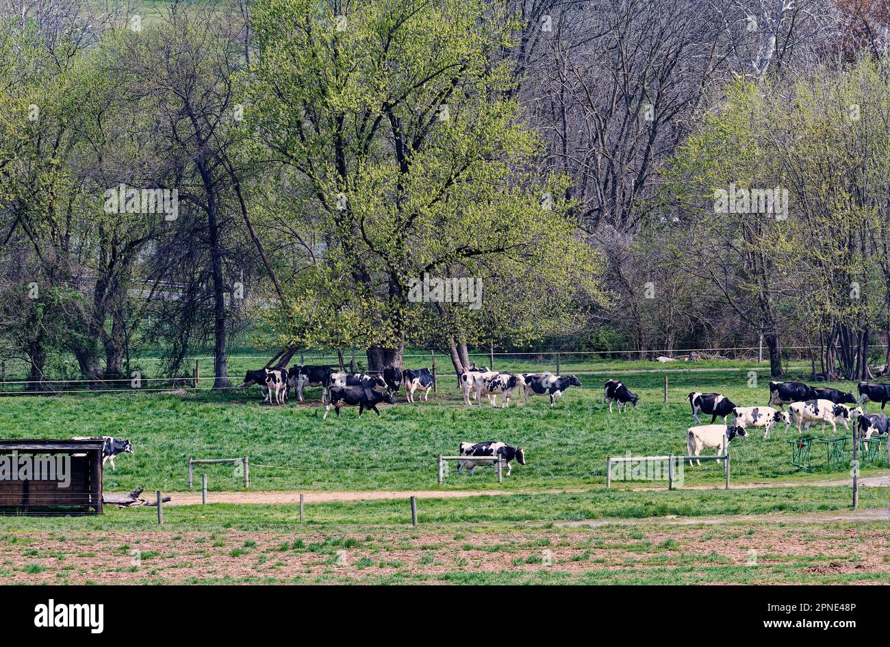 farm scene, cows grazing, black, white, green grass, trees with spring ...