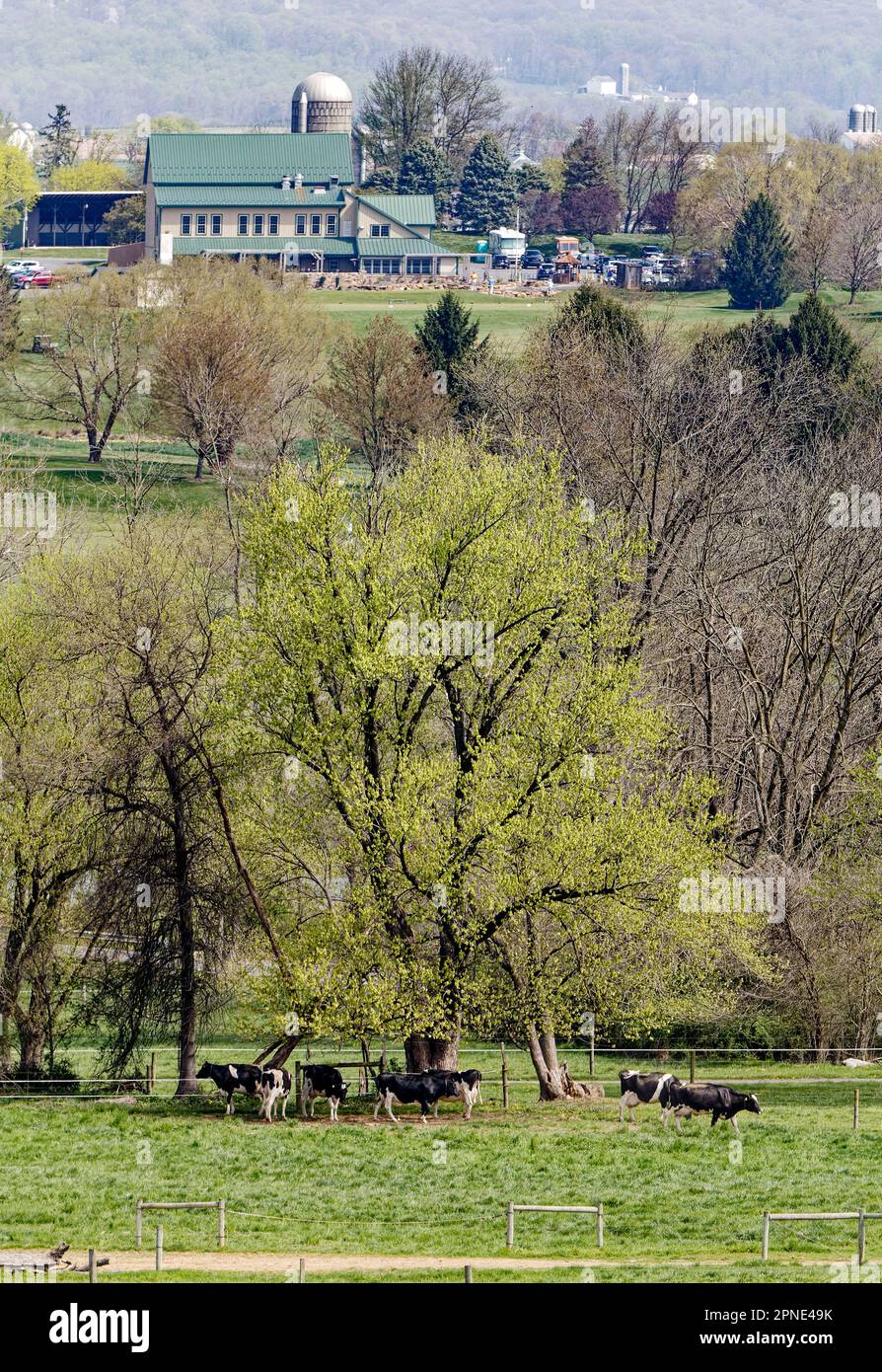 landscape, rural scene, cows grazing, domestic animals, farm, pasture ...