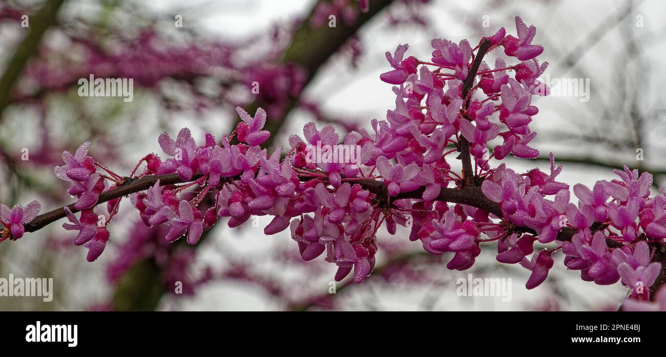 Eastern redbud tree, branch close-up, 2-tone pink flowers, spring ...