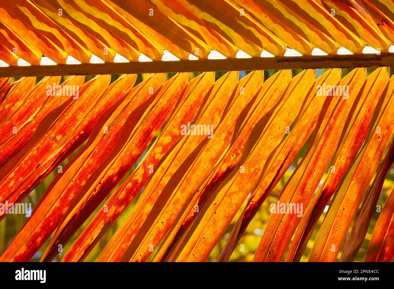 Detail of a palm tree's leaves in Mahahual, Quintana Roo, Mexico Stock ...