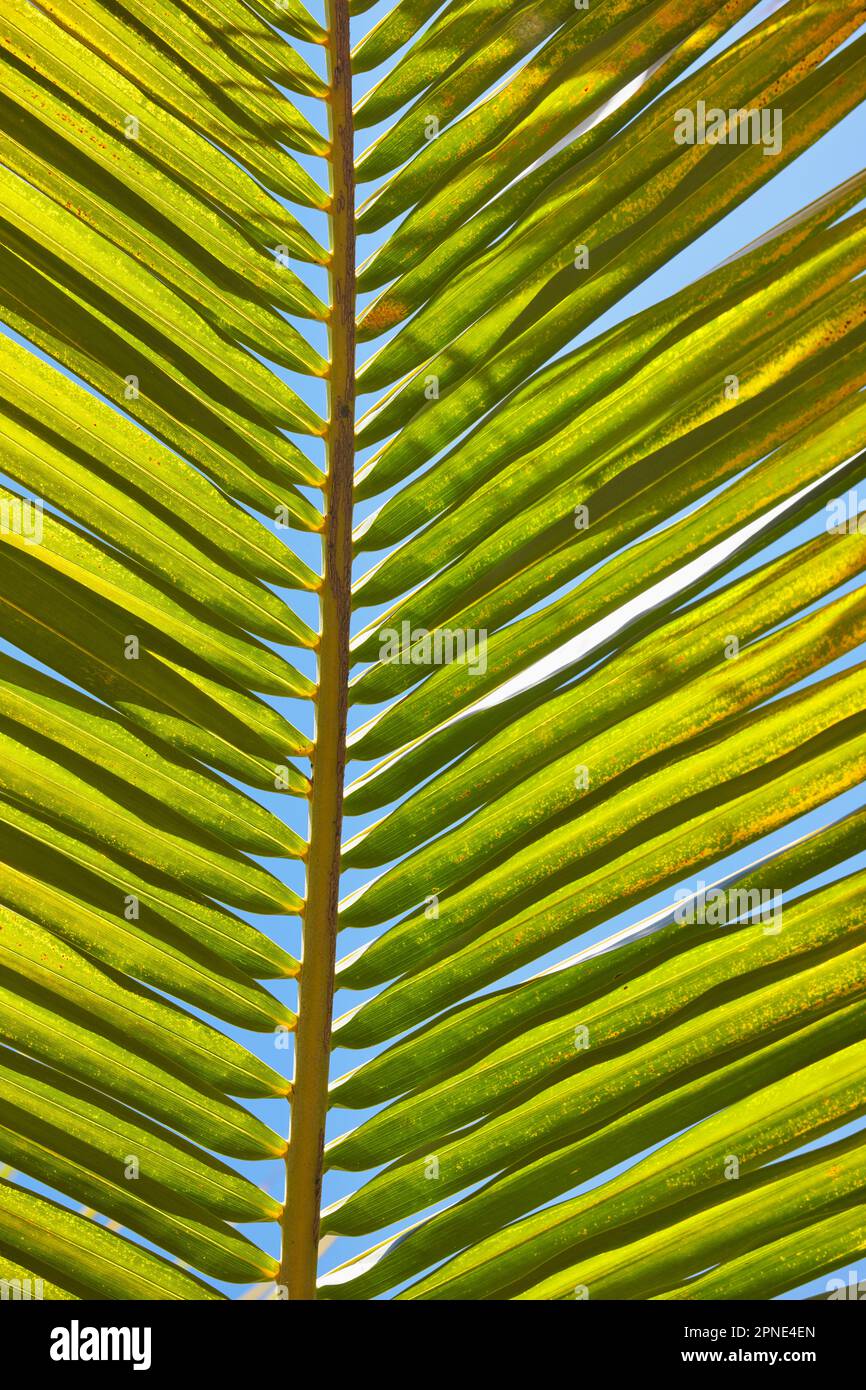 Detail of a palm tree's leaves in Mahahual, Quintana Roo, Mexico Stock ...