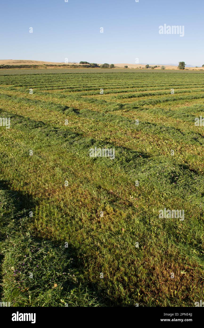 Windrows of fresh cut alfalfa dry on flood irrigated field, near Simms ...