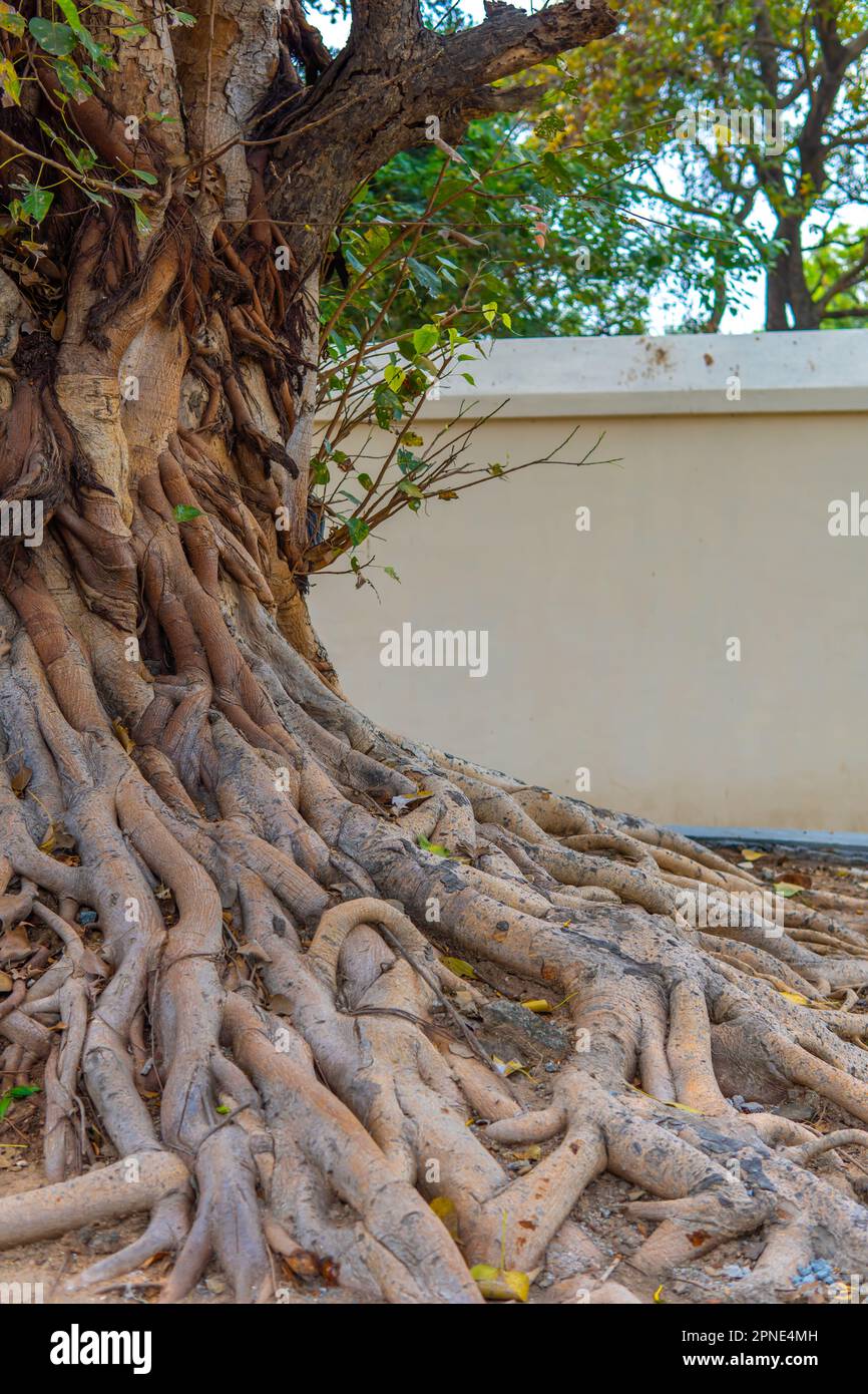 Peepal Tree Pictures
