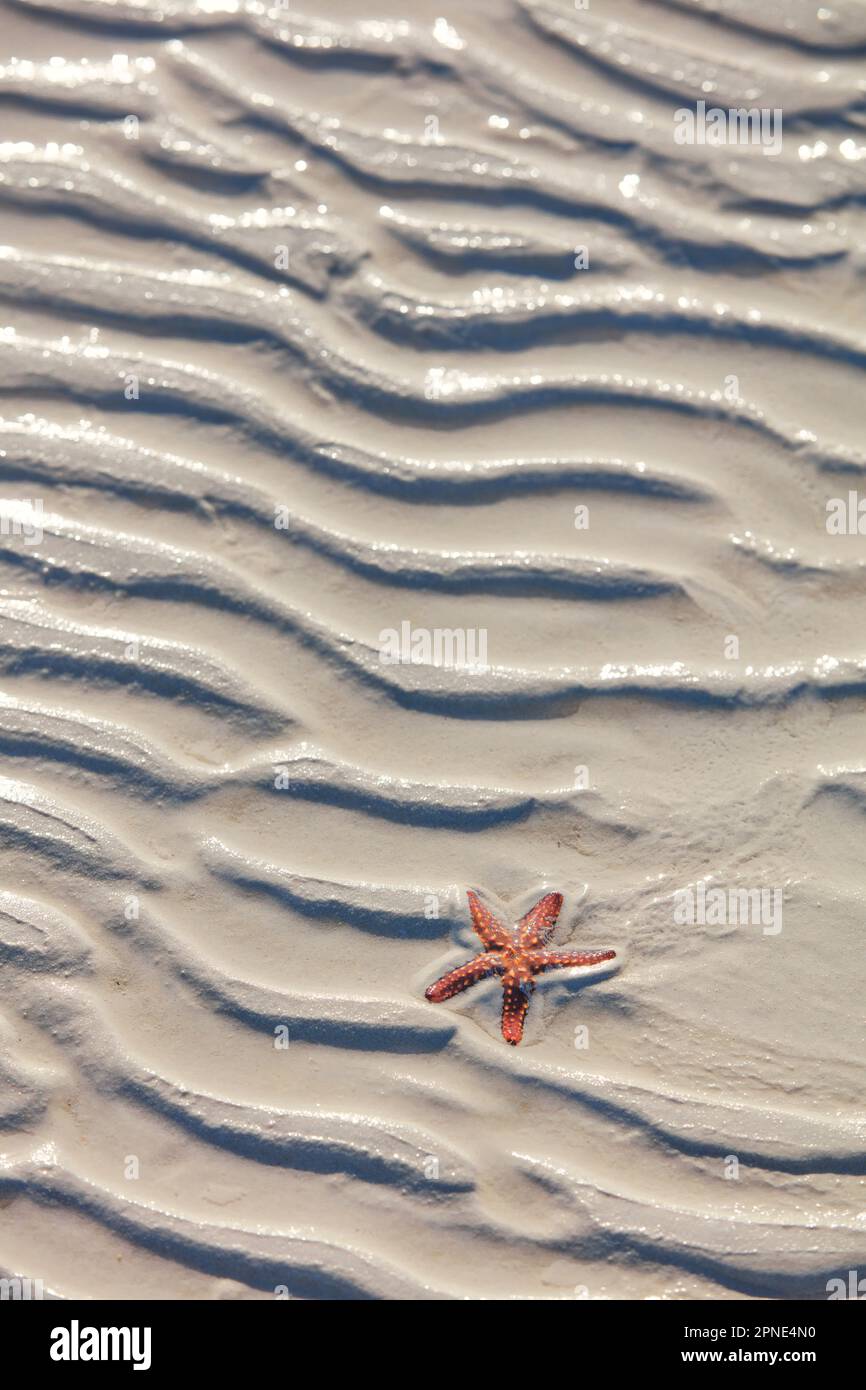 A red starfish over the sand of Holbox Beach, Yucatan, Mexico Stock ...