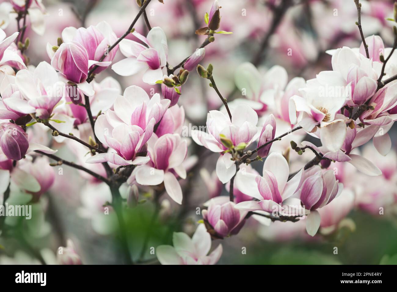Flower pink magnolia spring season hi-res stock photography and images ...