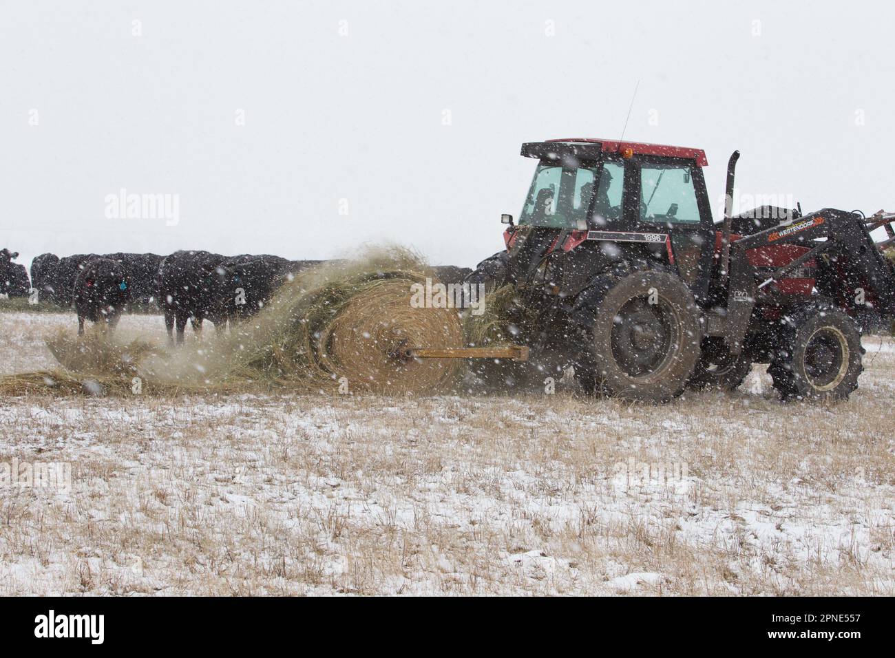 Hay flies as a round bale is rolled out during a snow storm, Kipp Ranch ...