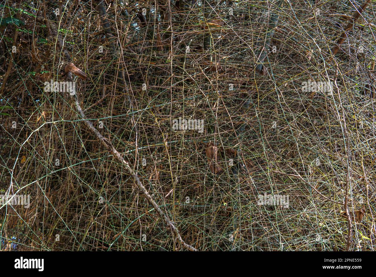 twigs and branches used to create dense, impenetrable foliage in the ...