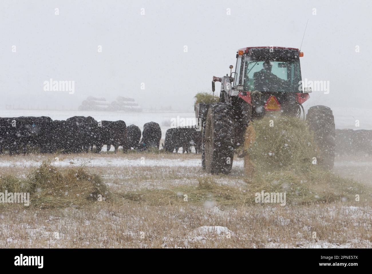 Hay flies as a round bale is rolled out through a herd of cattle during ...
