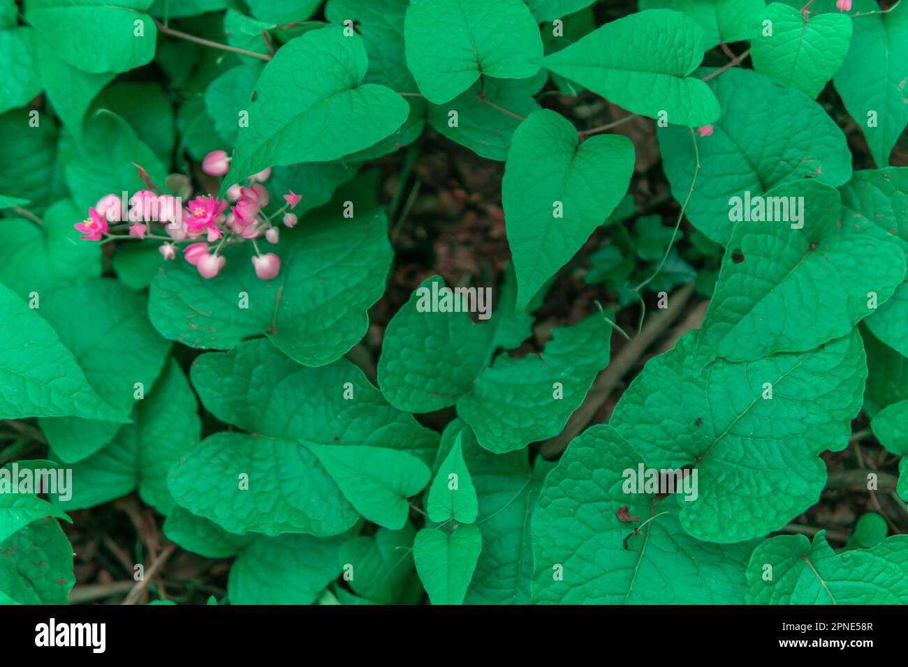 Bright pink color flowers growing from a creeper with green leaves ...