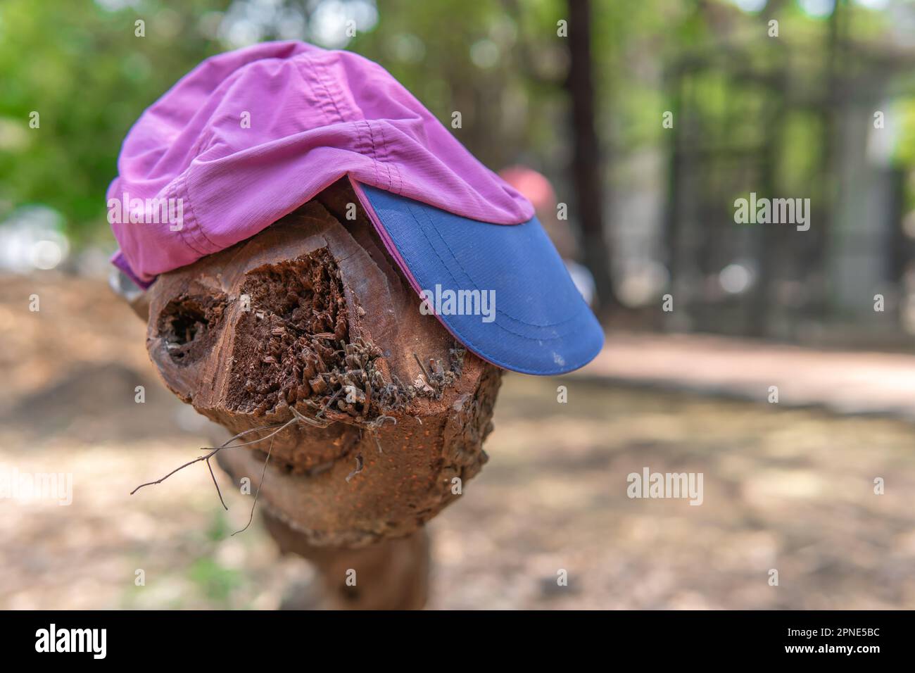 a cross-section of a chopped tree that resembles the robot alien Wall-E ...