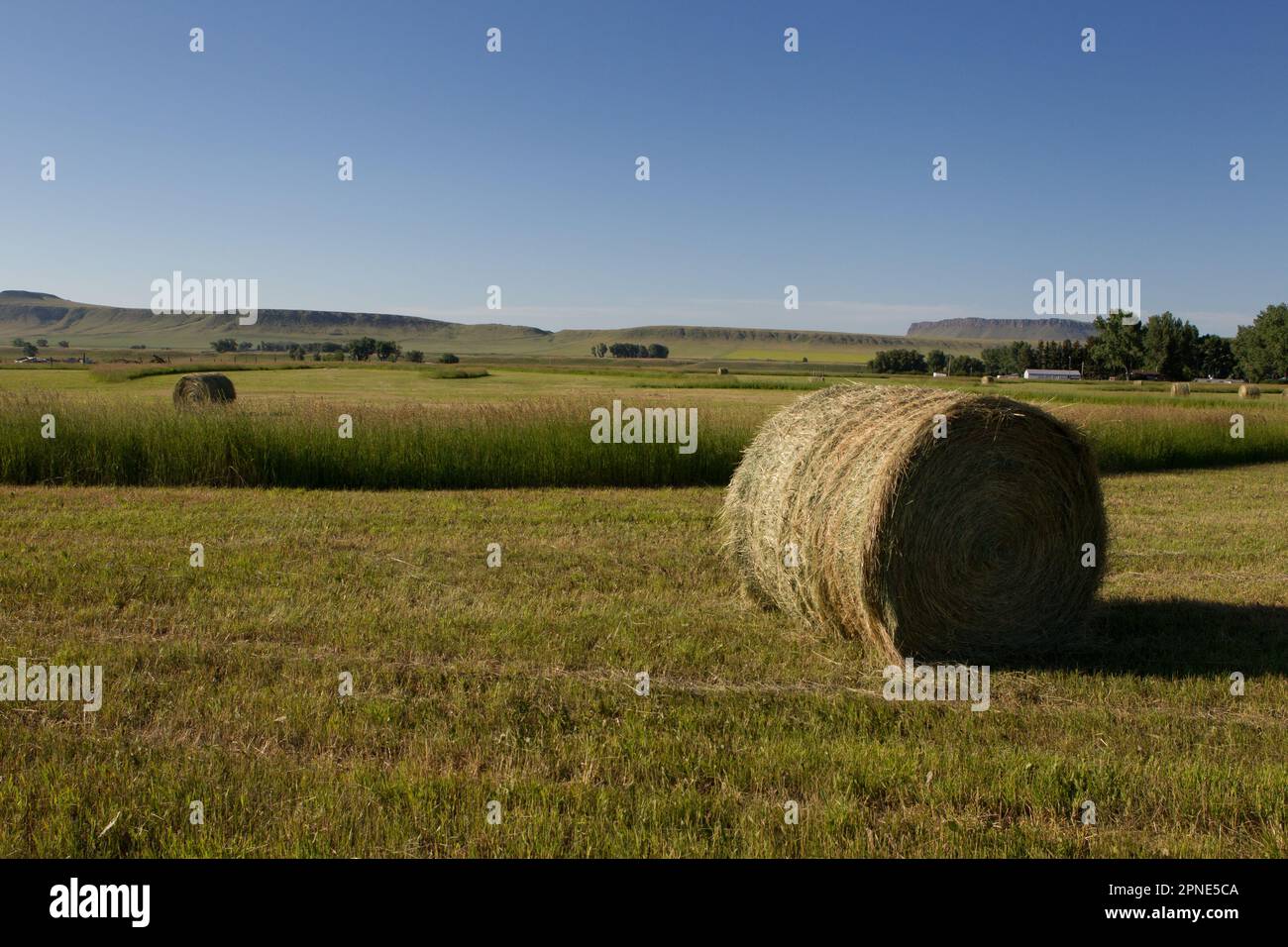 Round hay bales in in recently cut flood irrigated alfalfa fields, near ...