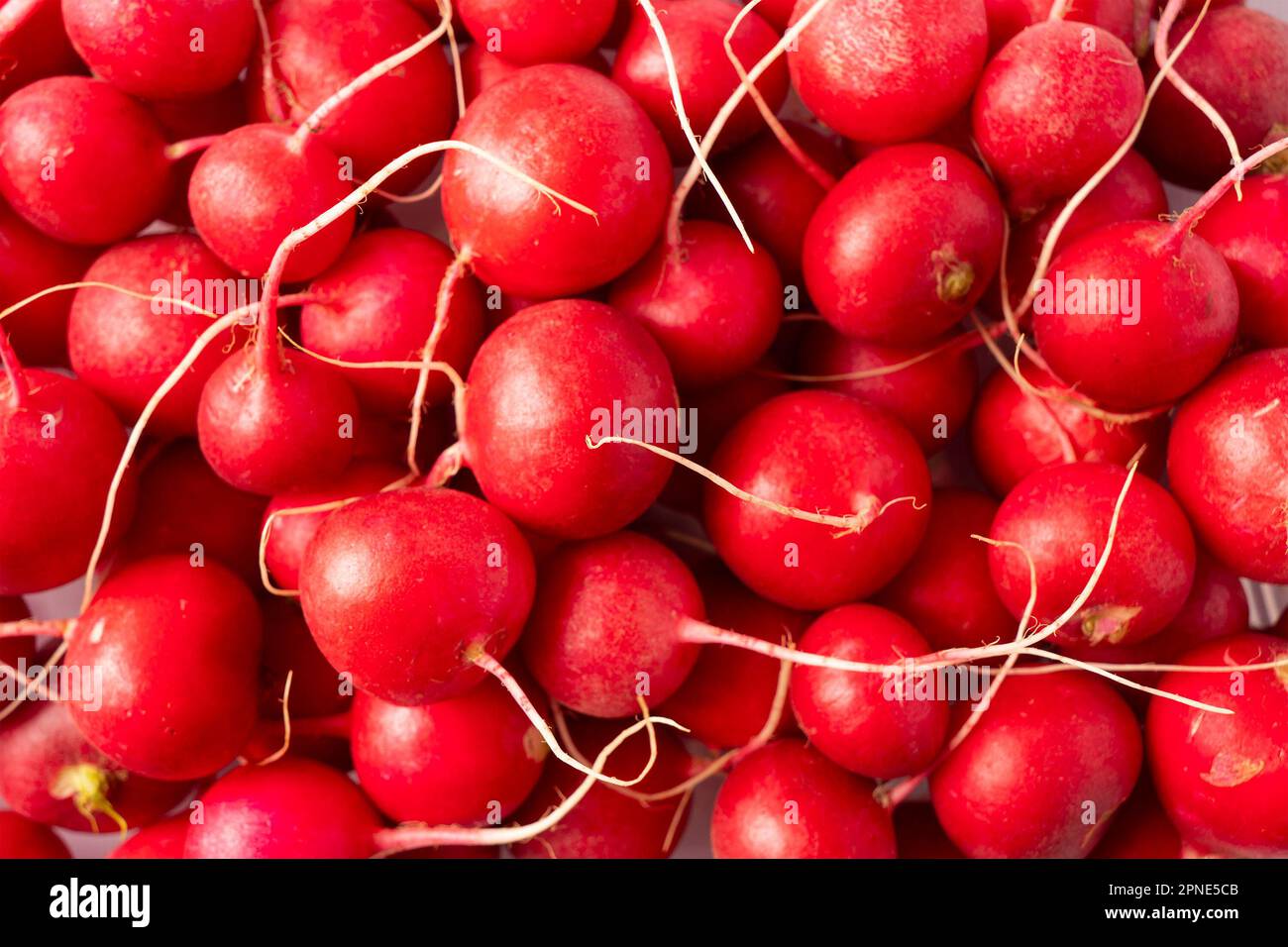 Fresh red radish. Healthy food. Large pile of fresh radishes. Red radishes (Raphanus sativus ...
