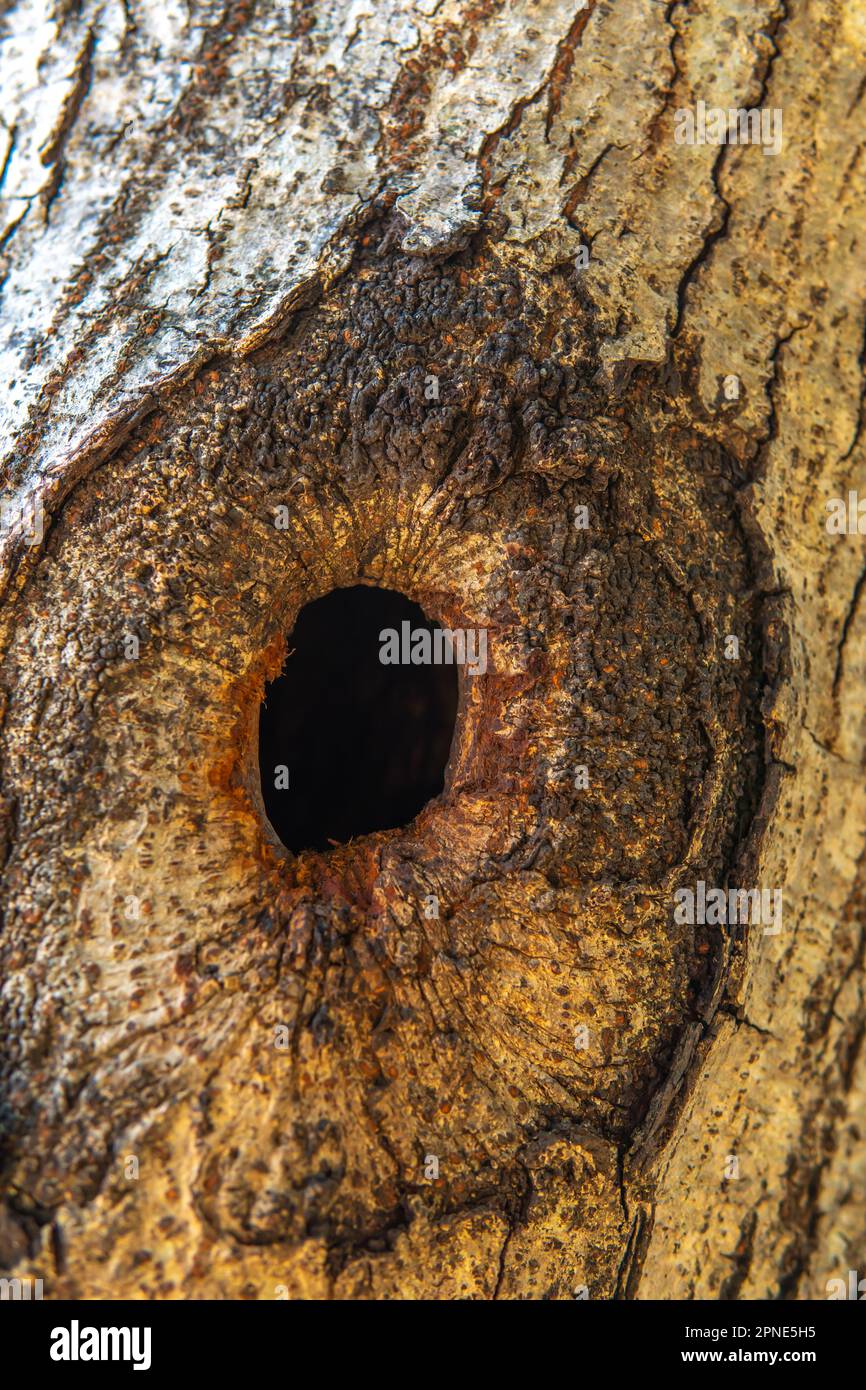 Eye tree bark trunk hi-res stock photography and images - Alamy