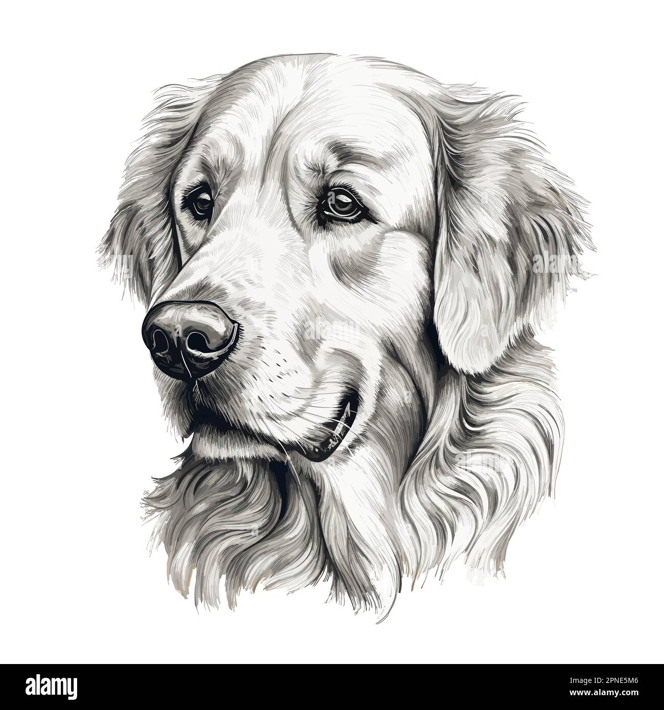 How To Draw A Realistic Golden Retriever