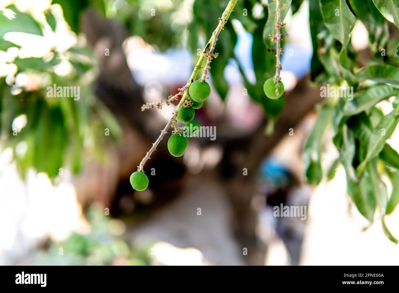 Baby raw mangoes that are still in the bloom stage but will soon be ...