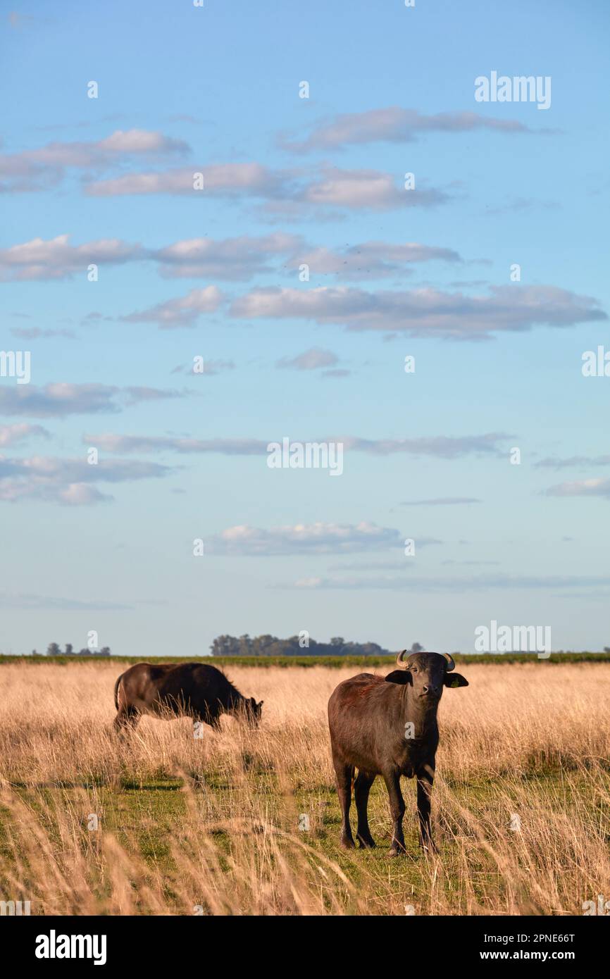 Buffalos in a field of the Argentine pampas, Las Flores, Argentina ...