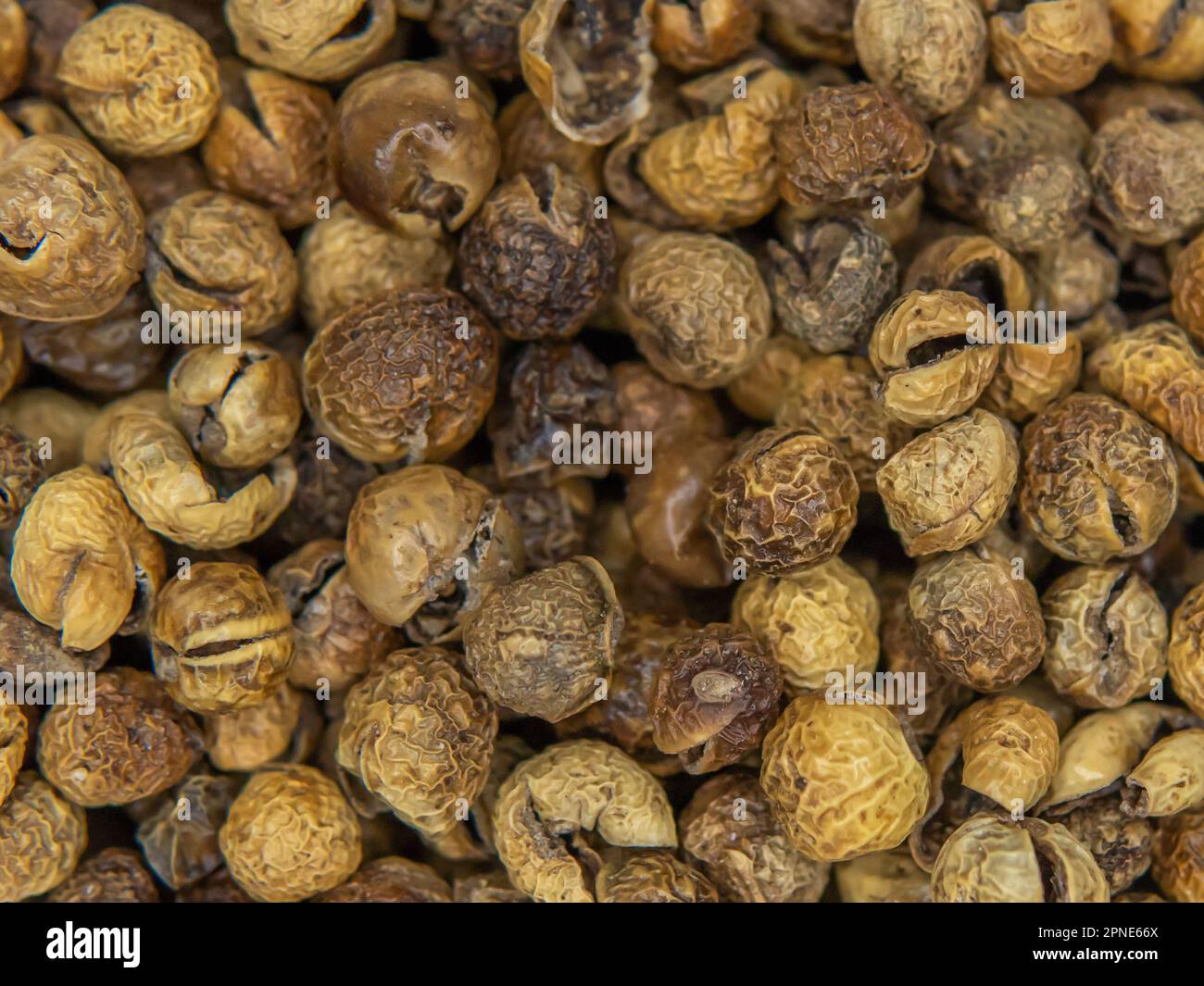 Dried Turkey Berry in brown color filling the complete frame Stock ...