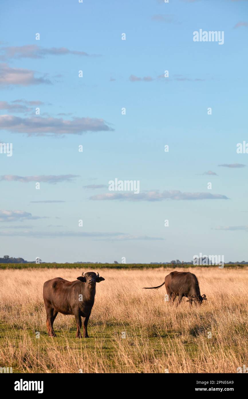 Buffalos in a field of the Argentine pampas, Las Flores, Argentina ...