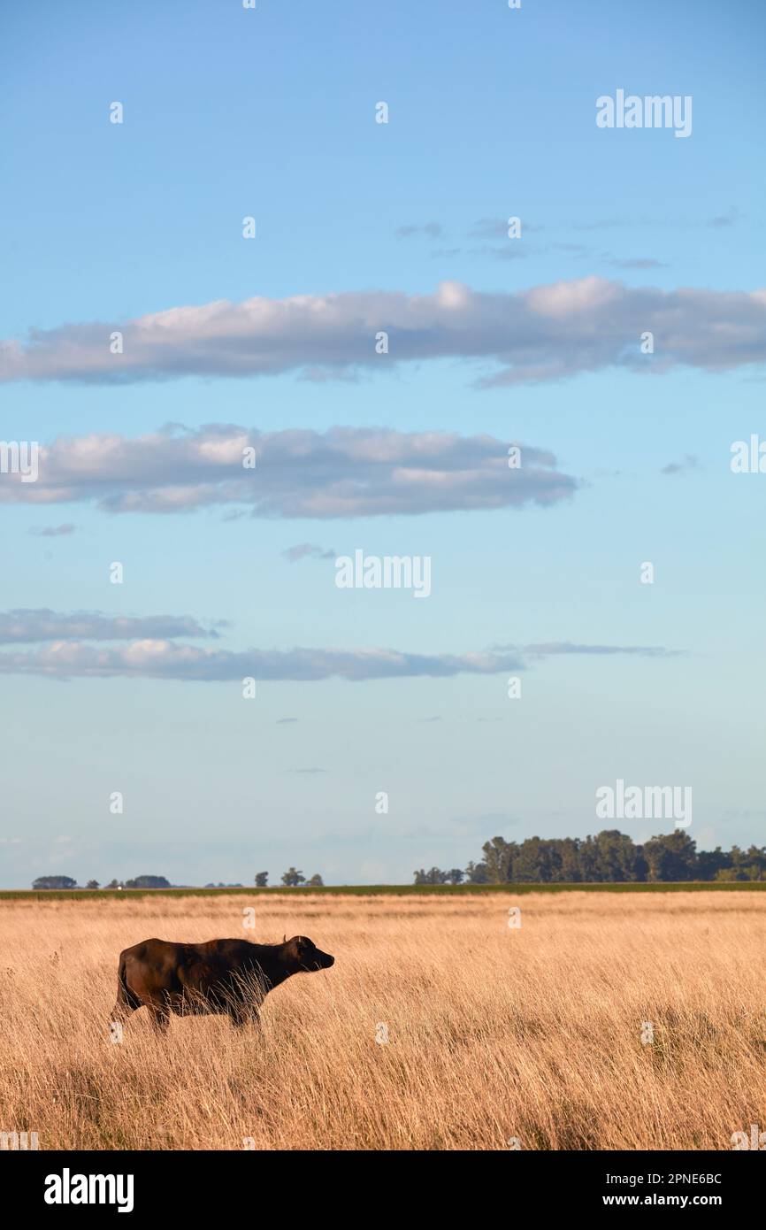 Buffalos in a field of the Argentine pampas, Las Flores, Argentina ...