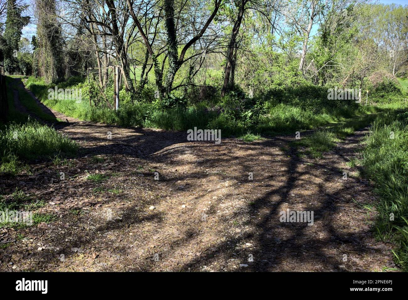 Forked path in summer forest hi-res stock photography and images - Alamy