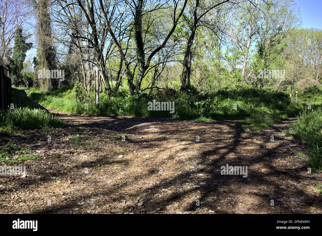 Fork in a path with one of them with an opened gate in a forest on a ...