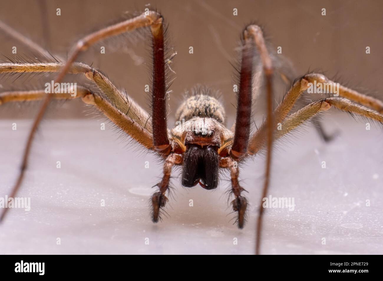 Macro photo of a Eratigena atrica also known as Giant house spider ...