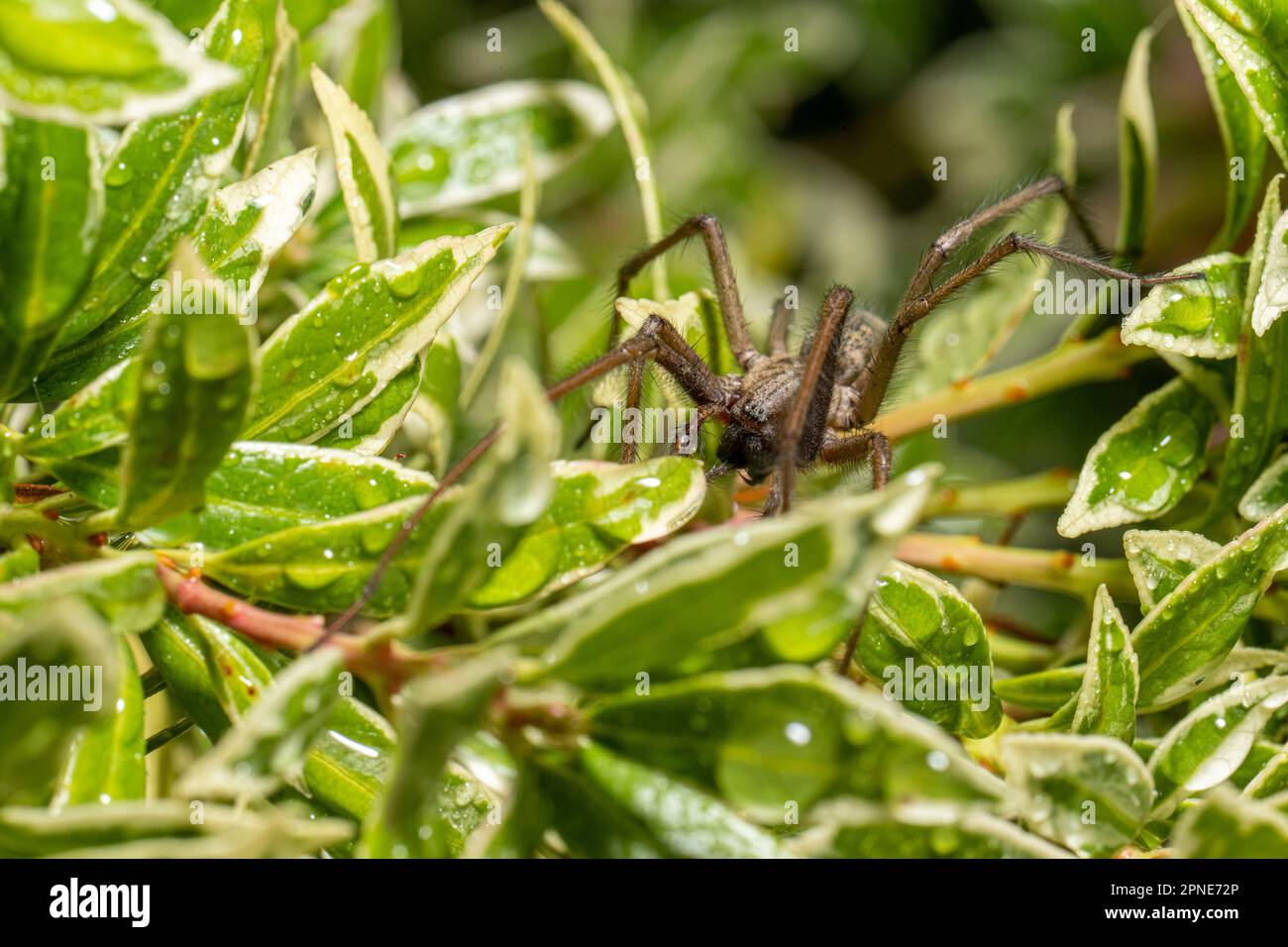 Macro photo of a Eratigena atrica also known as Giant house spider in ...