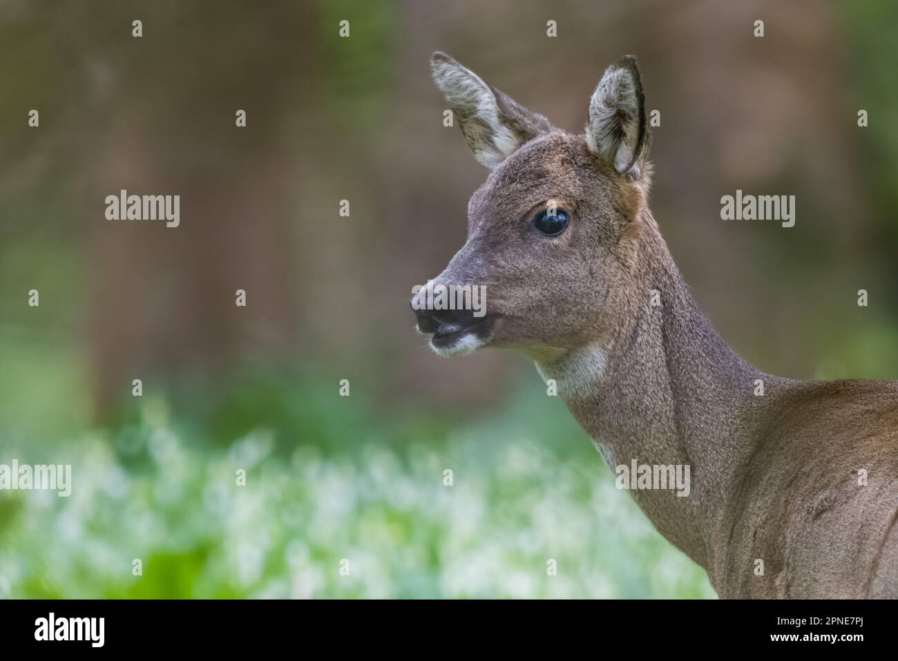 Roe deer scotland spring hi-res stock photography and images - Alamy