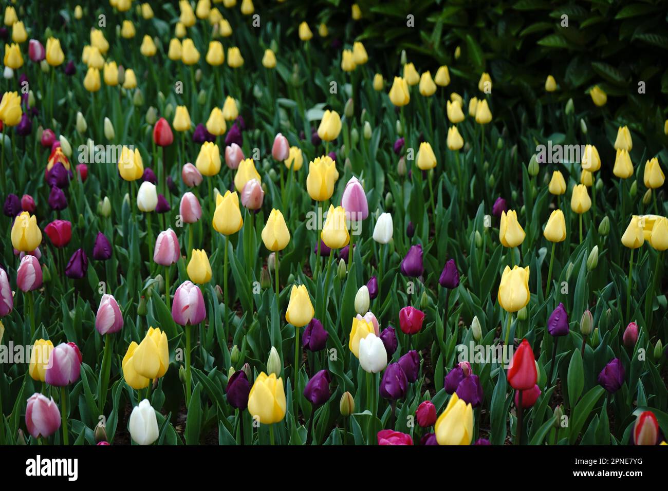 Patterned tulips hi-res stock photography and images - Alamy