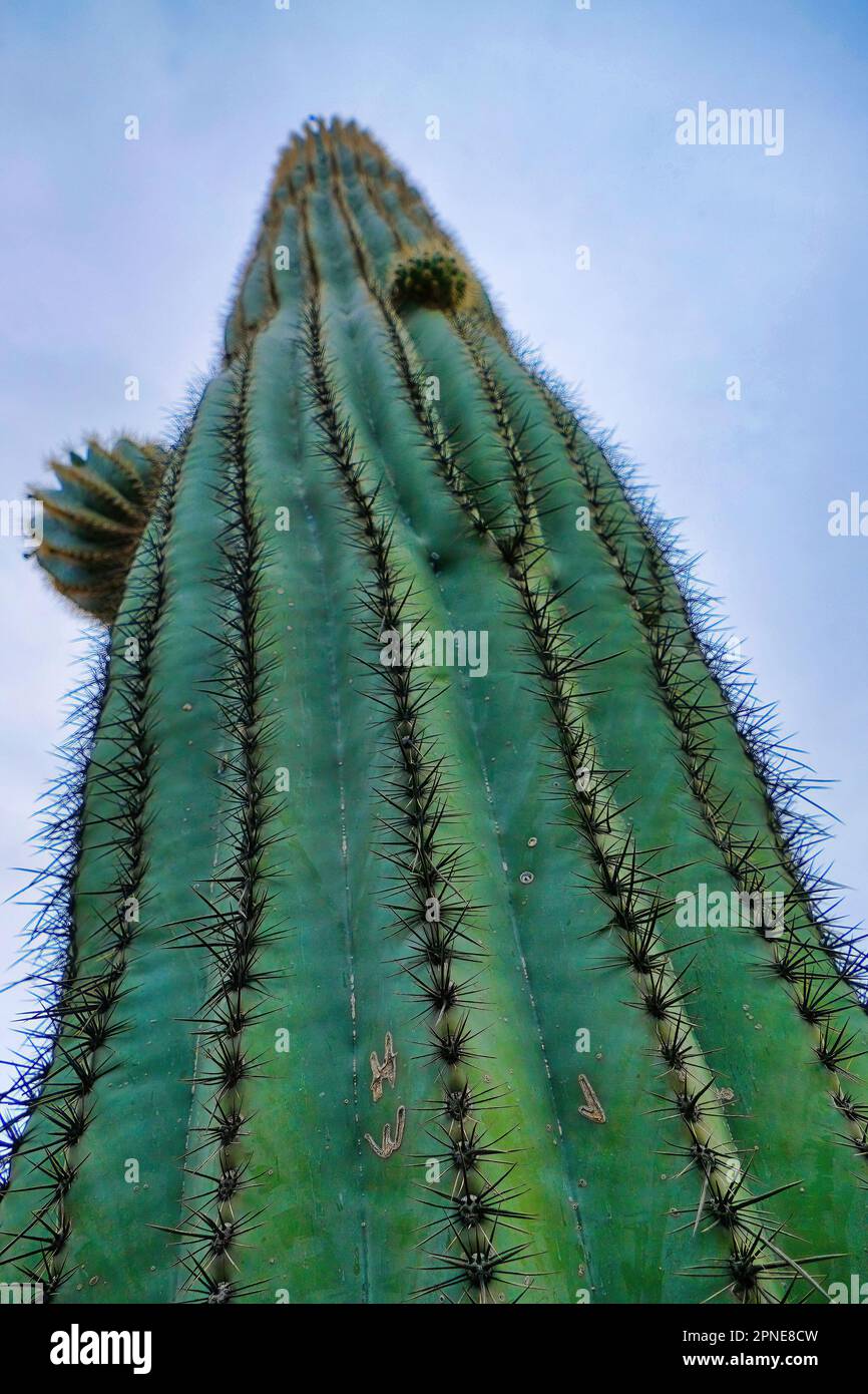 Giant saguaro cactus with sharp thorns in the Sonoran desert, Arizona ...