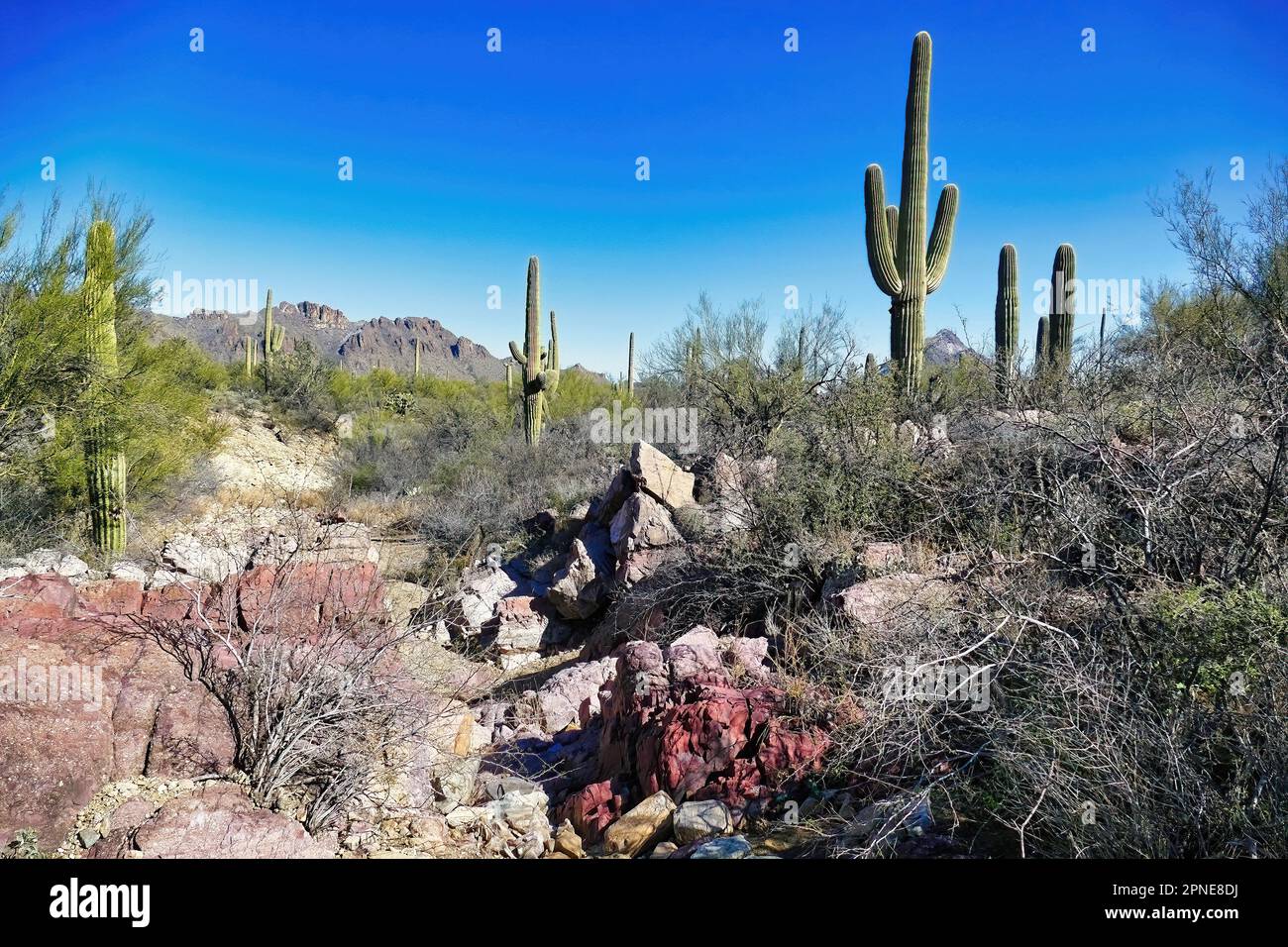 Desert landscape with rocks, saguaros and other desert vegetation in ...