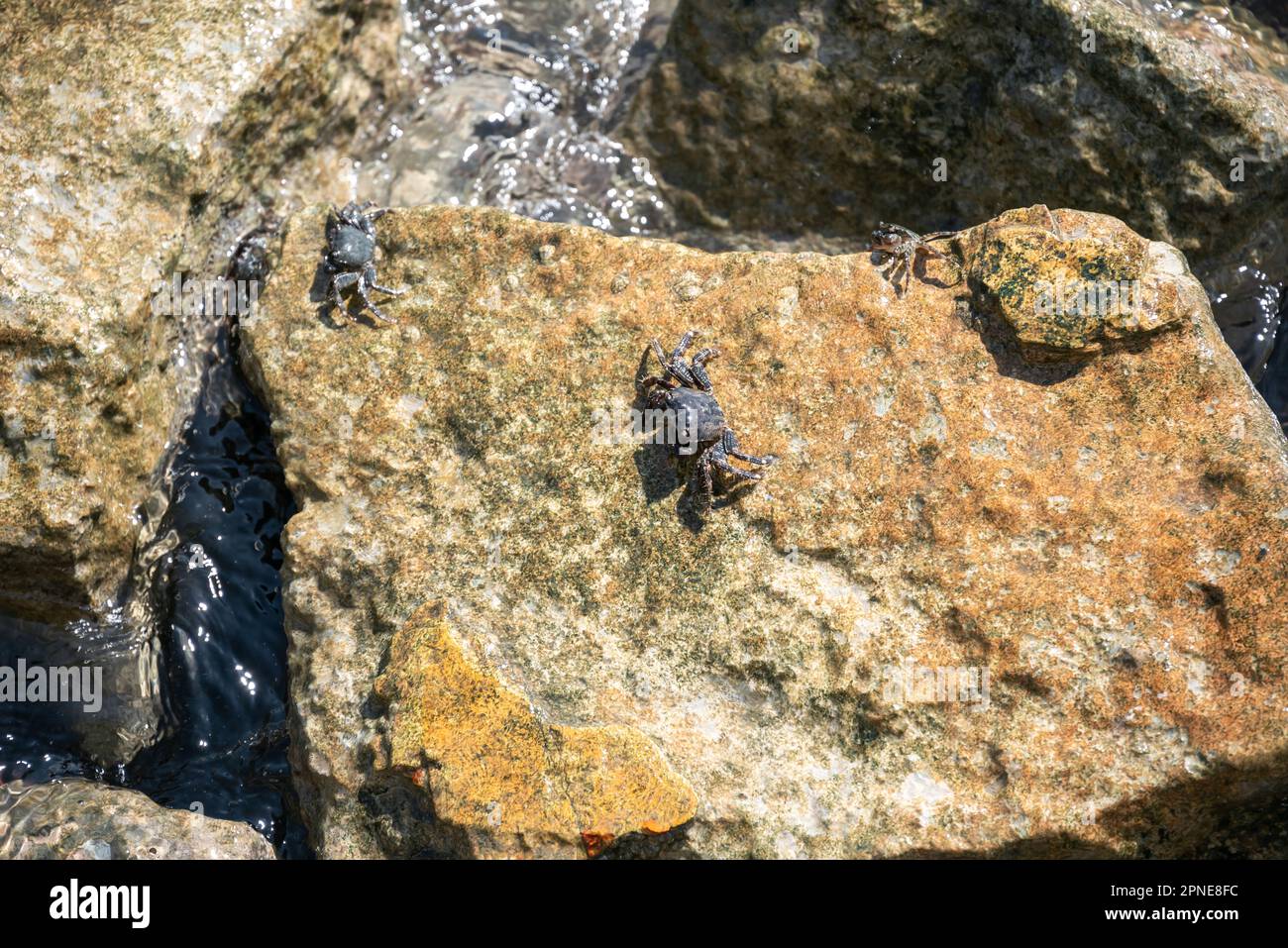 Young Biologists Observe Crab Live. Three Greek crabs basking in the ...