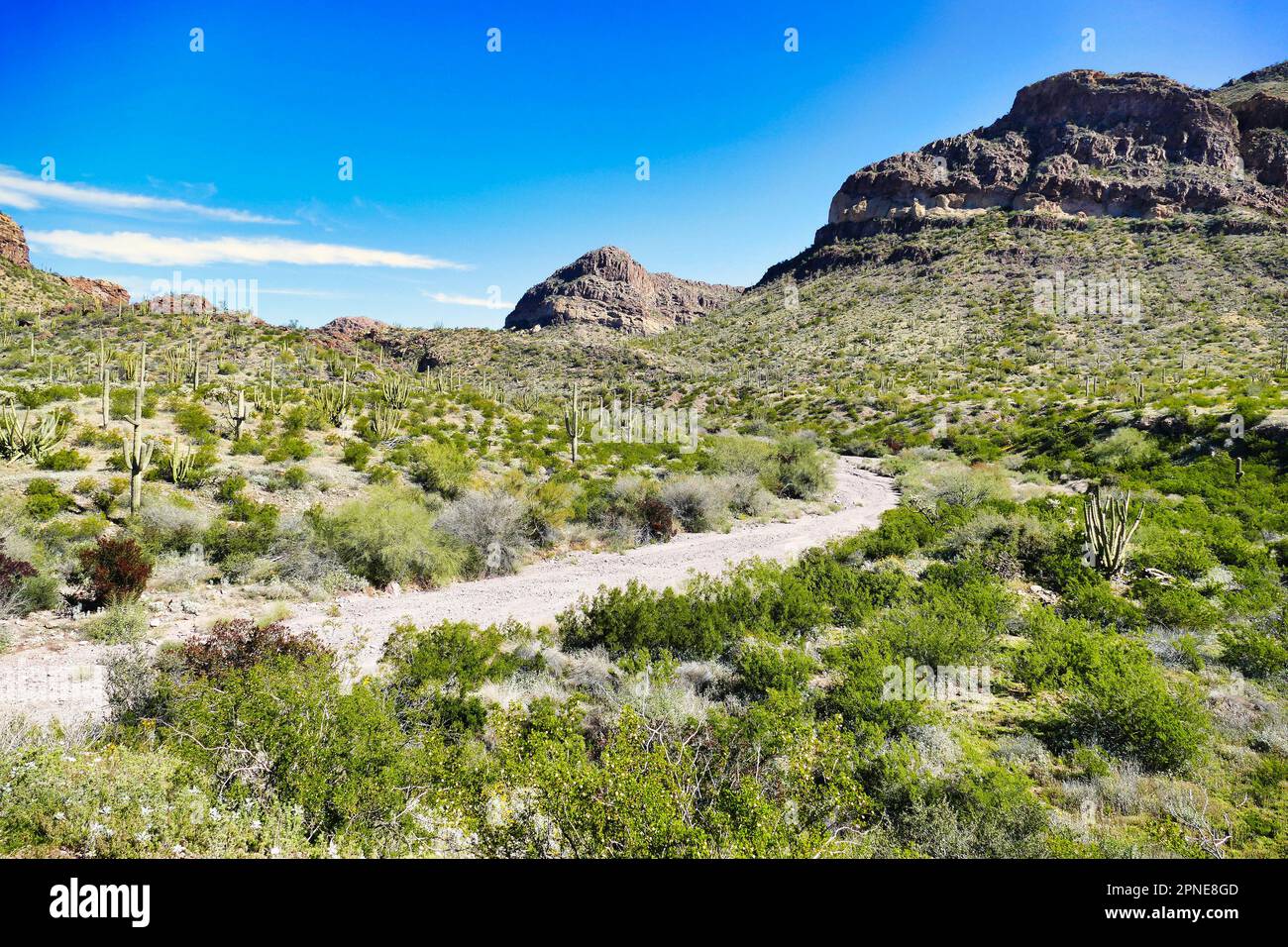 The Ajo Mountain Drive, a loop dirt road through Organ Pipe Cactus ...