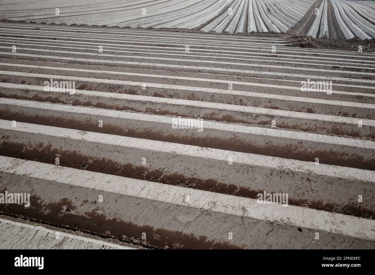 Row of soil mound, preparing soil for Agricultural field to grow plant ...