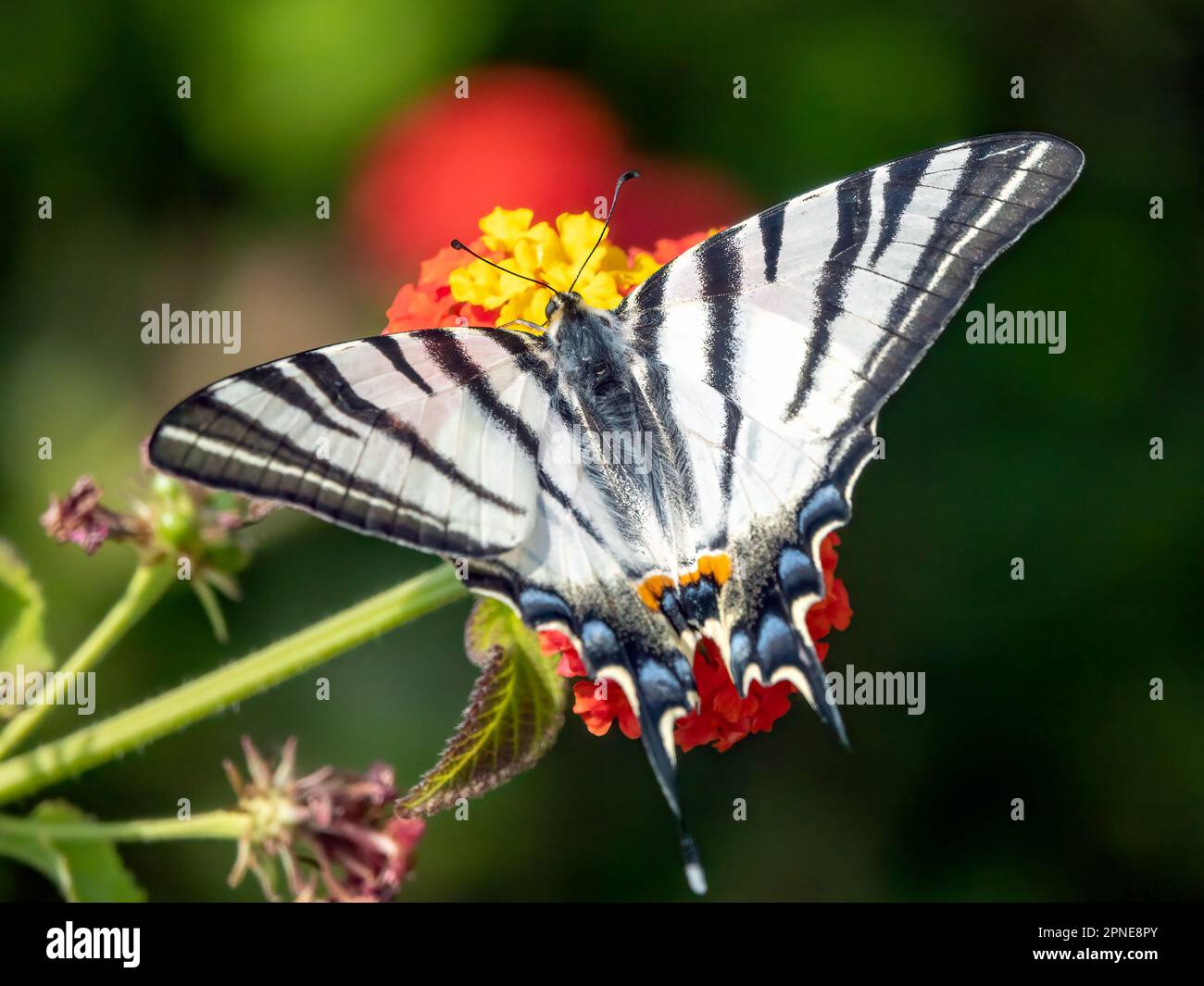Greece rhodes butterfly hi-res stock photography and images - Alamy