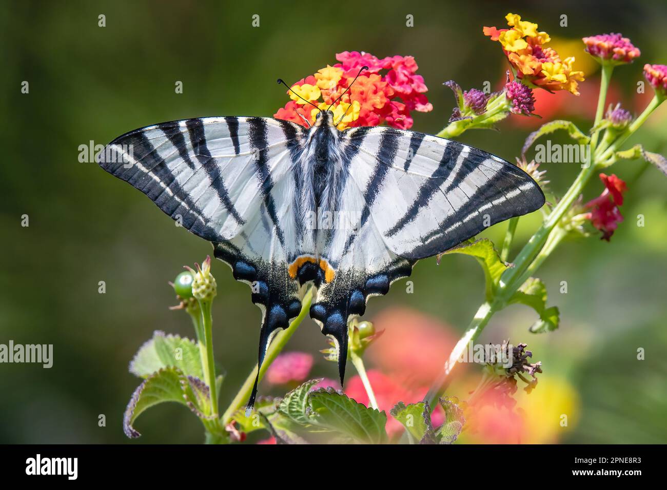 Greece rhodes butterfly hi-res stock photography and images - Alamy