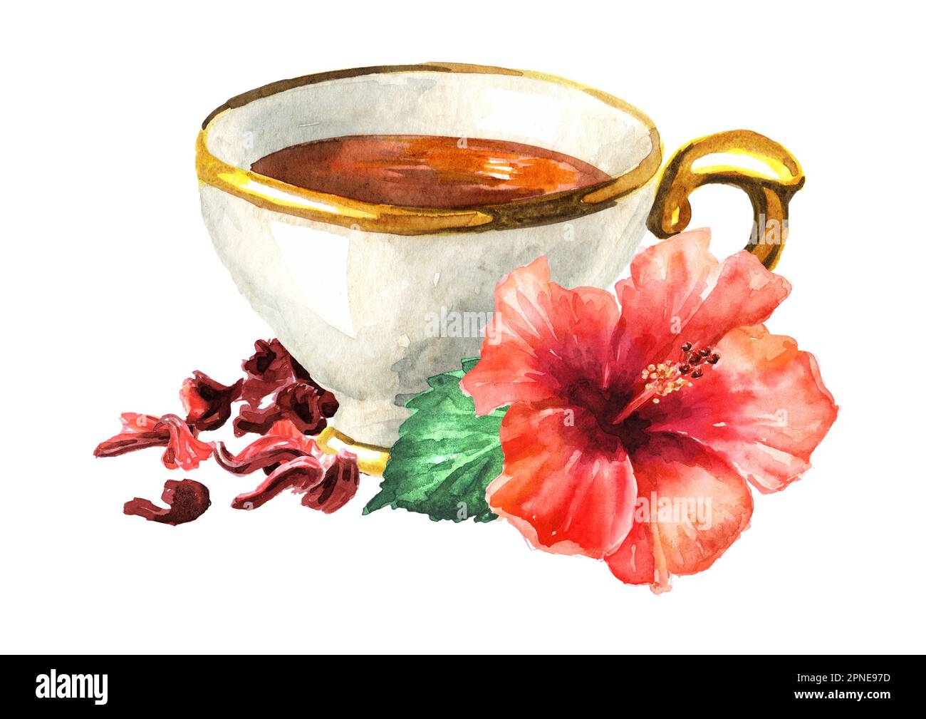 Dried flowers hibiscus petals, karkade, cup of tea , Hand drawn ...