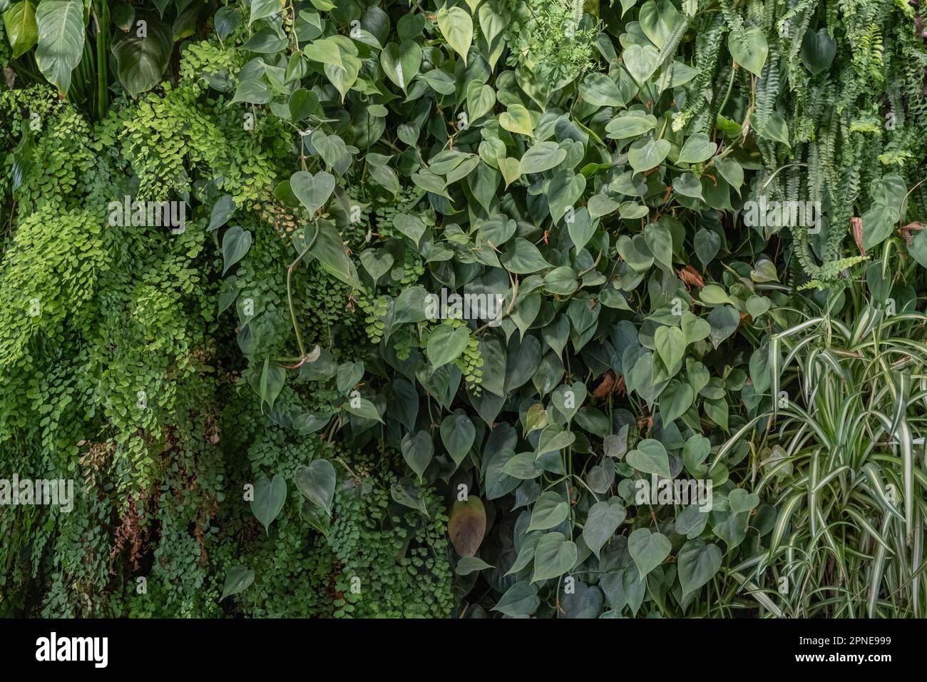 Vertical green plant leaves wall background. Sustainable living wall ...