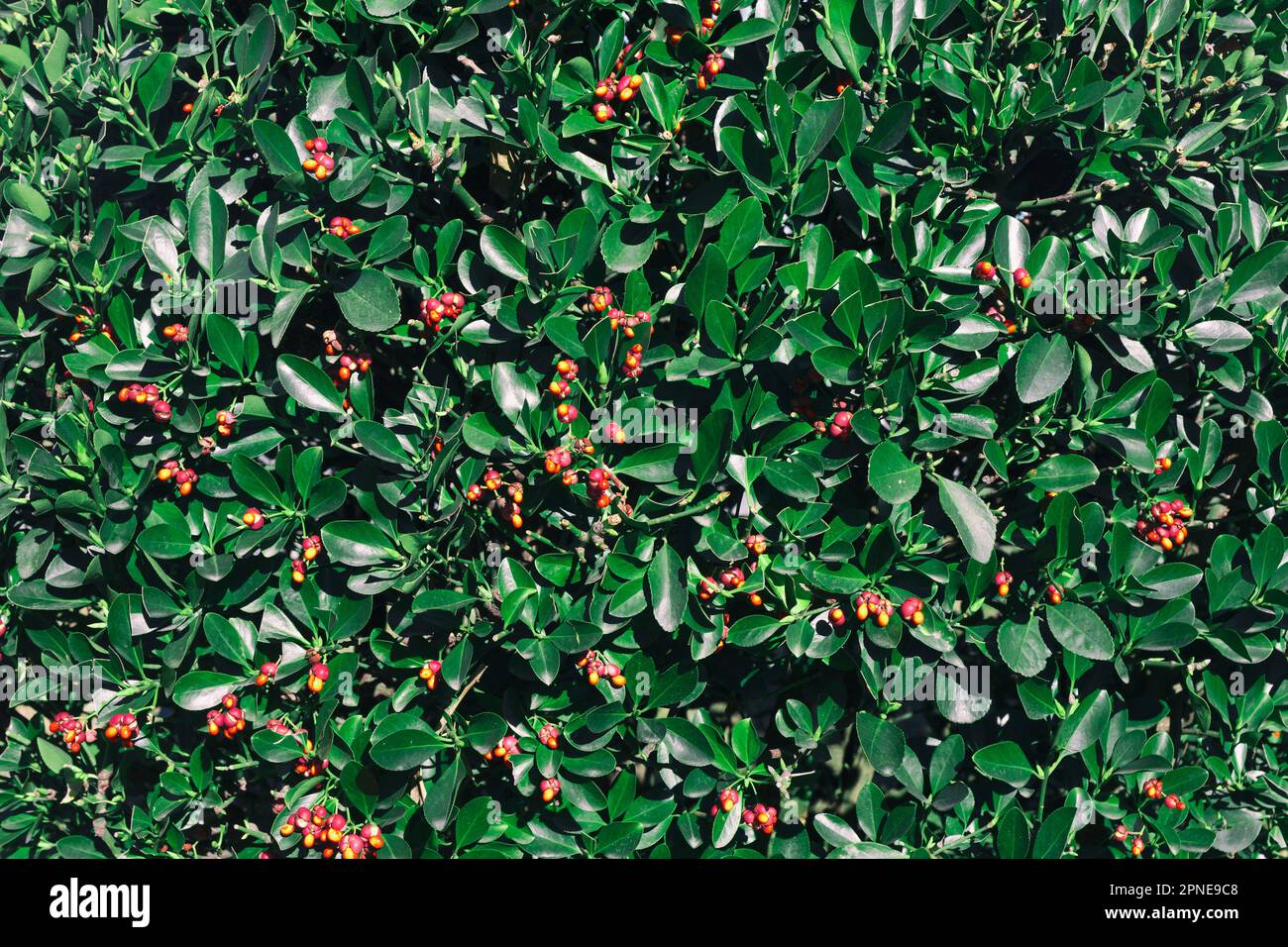 Ilex tree texture. Holly bush close-up. Green plant nature background ...