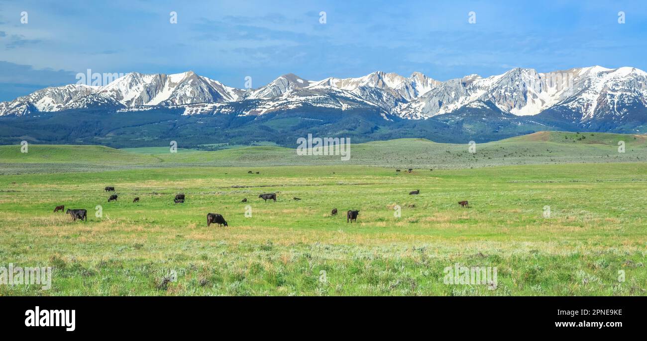 panorama of cattle grazing on rangeland below the bridger mountains ...