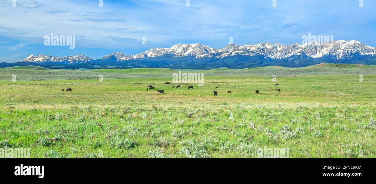 panorama of cattle grazing on rangeland below the bridger mountains ...