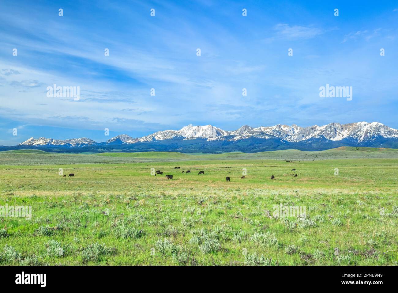 cattle grazing on rangeland below the bridger mountains near wilsall ...