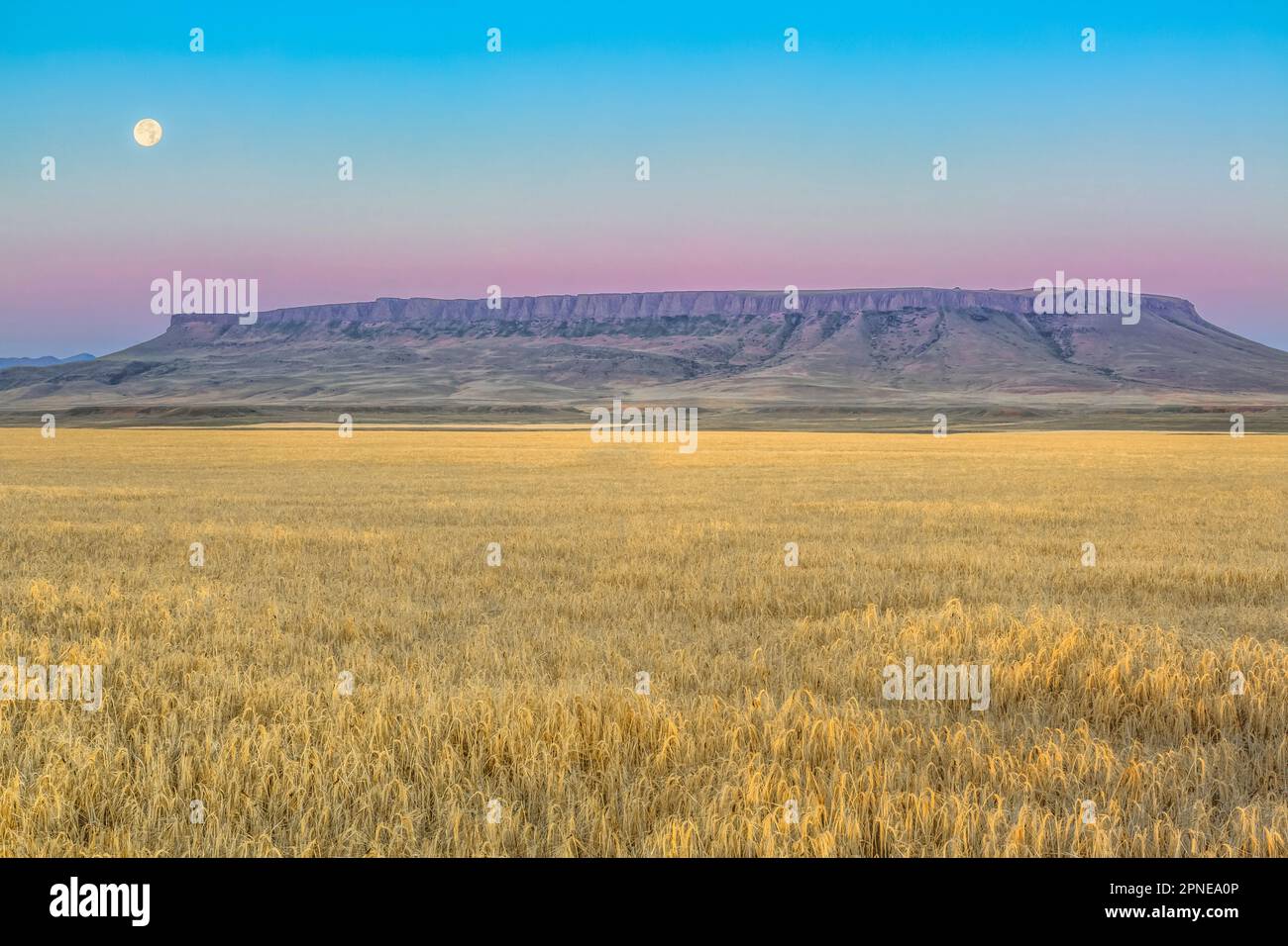 full moon setting in a pre-dawn sky over square butte and wheat field ...